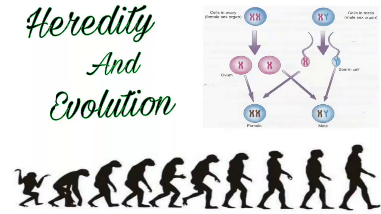 Heredity And Evolution ( In Hindi ) - YouTube