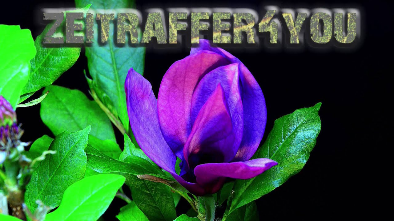 Magnolia Susan Blooming Time Lapse Zeitraffer - YouTube