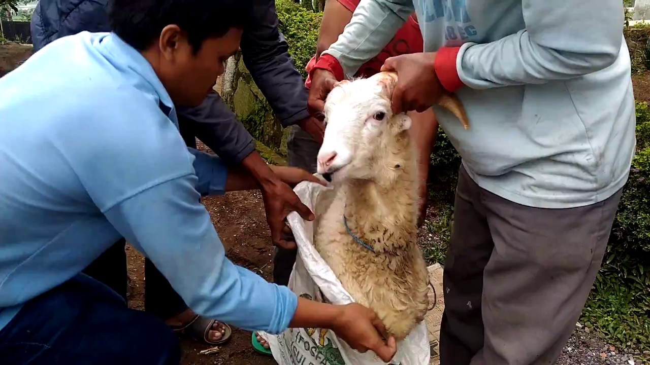 How to transport a sheep by motorbike - YouTube