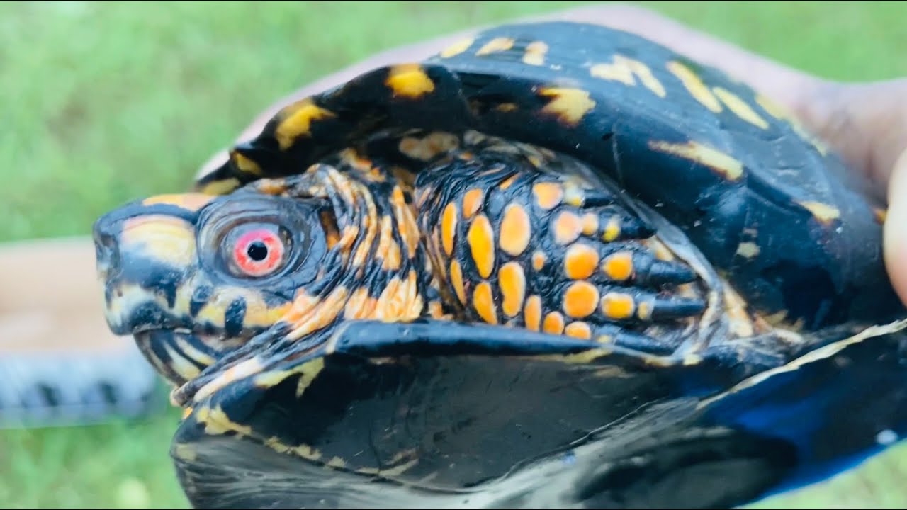 Eastern Box Turtle || Rescued and Released || Turtle Lifespan ...