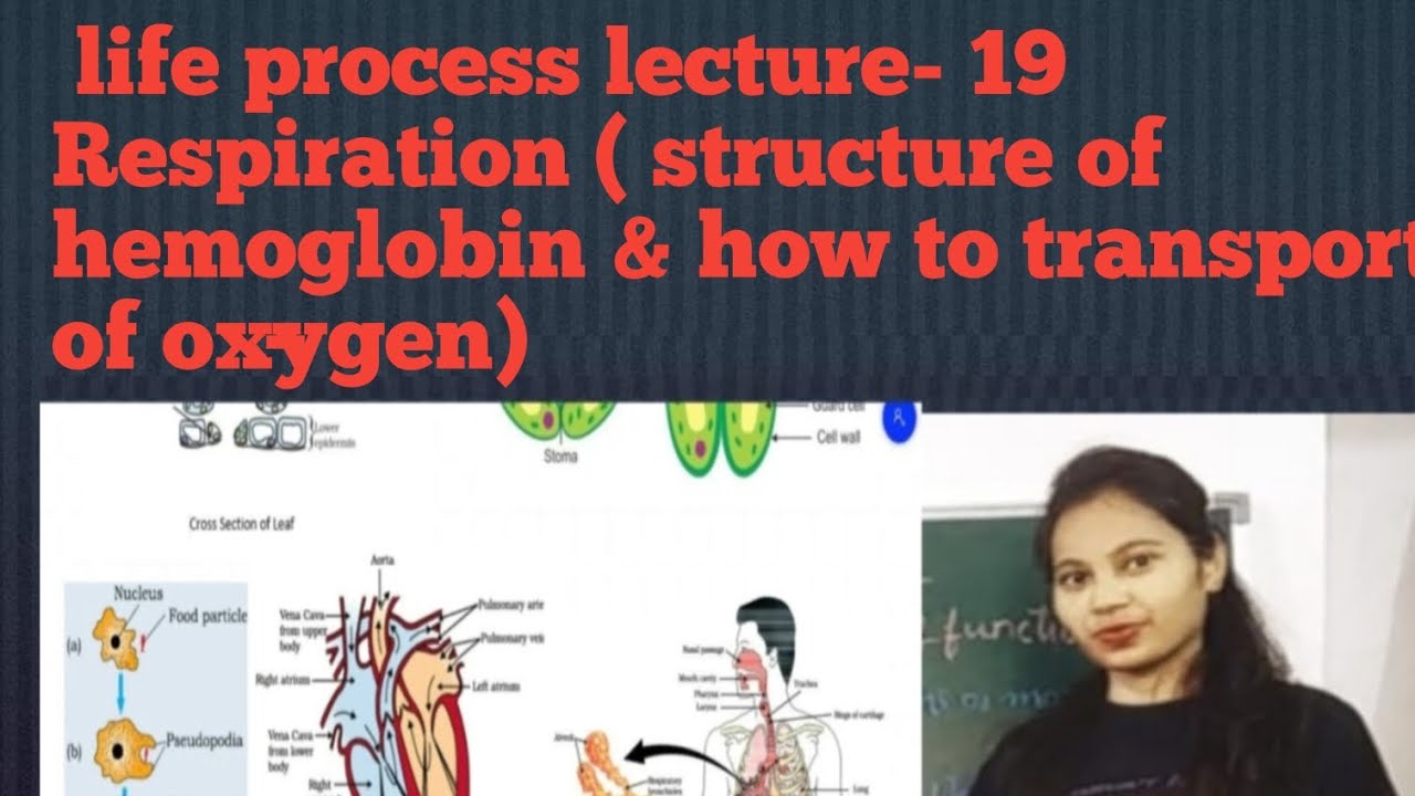 life process: Respiration 🫁 (structure of hemoglobin & how to transport ...