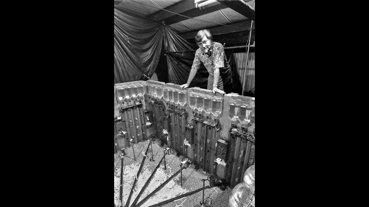 Rat Utopia Experiment - YouTube