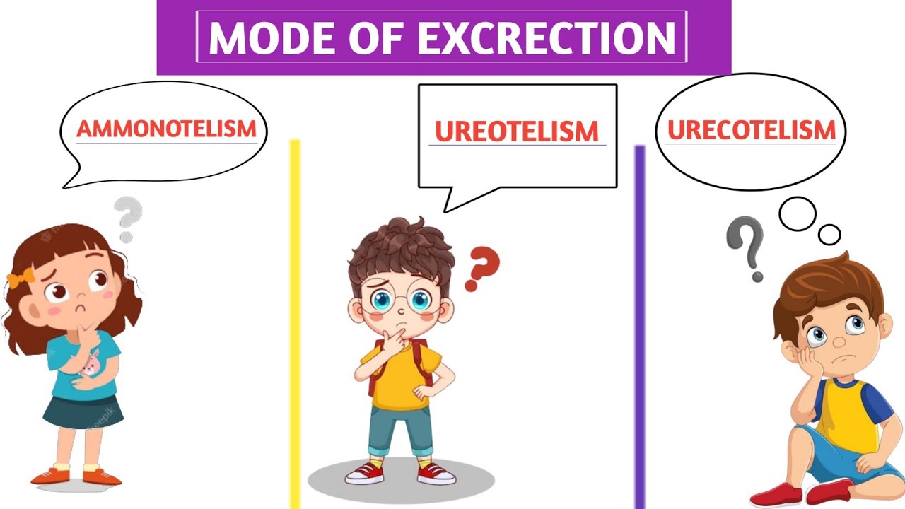 MODES OF EXCRECTION - AMMONOTELISM, UREOTELISM & URICOTELISM #biology # ...