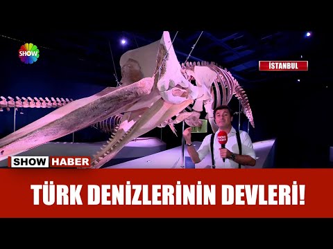 Denizin devleri sergisi kapılarını açtı!