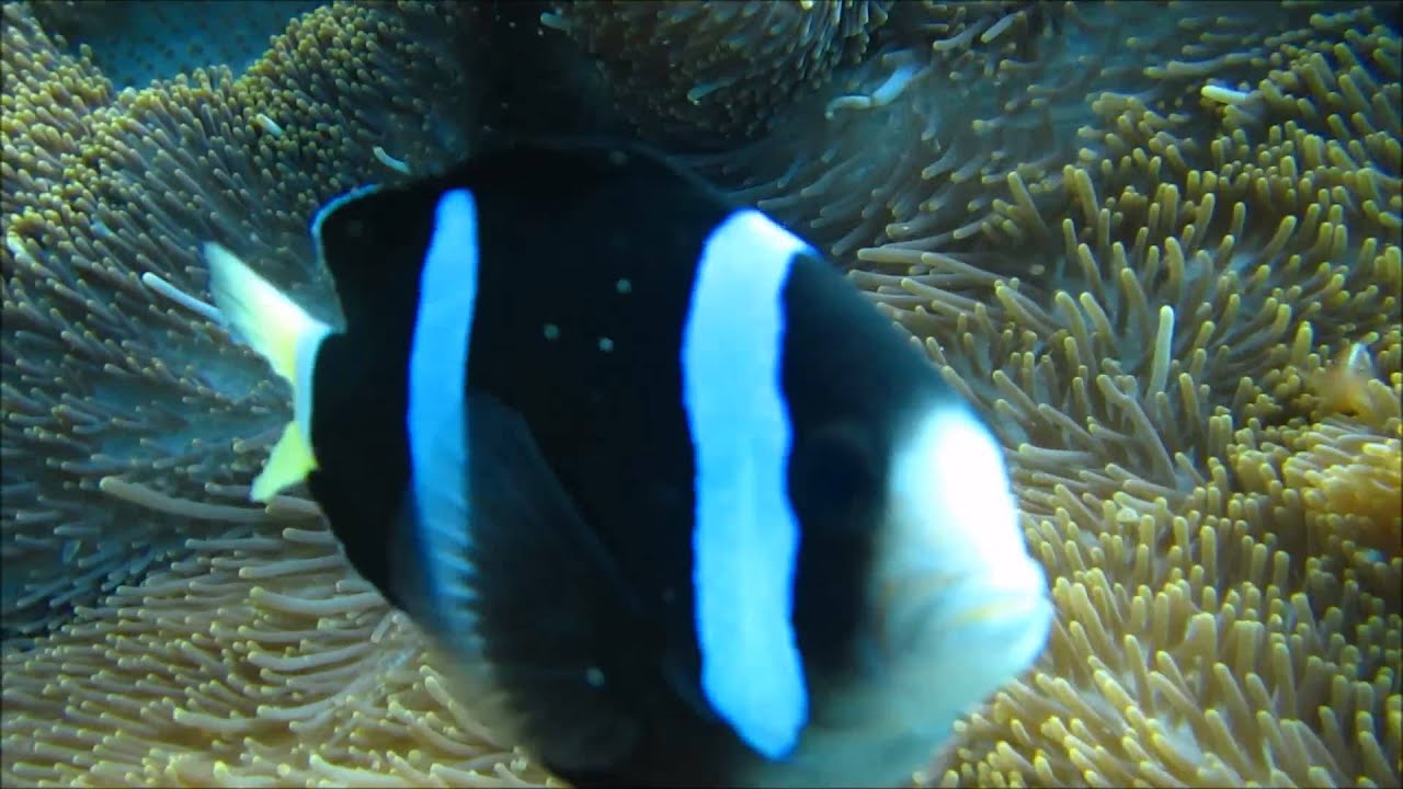 Clown fish attack / Attaque d'un Poisson Clown - YouTube