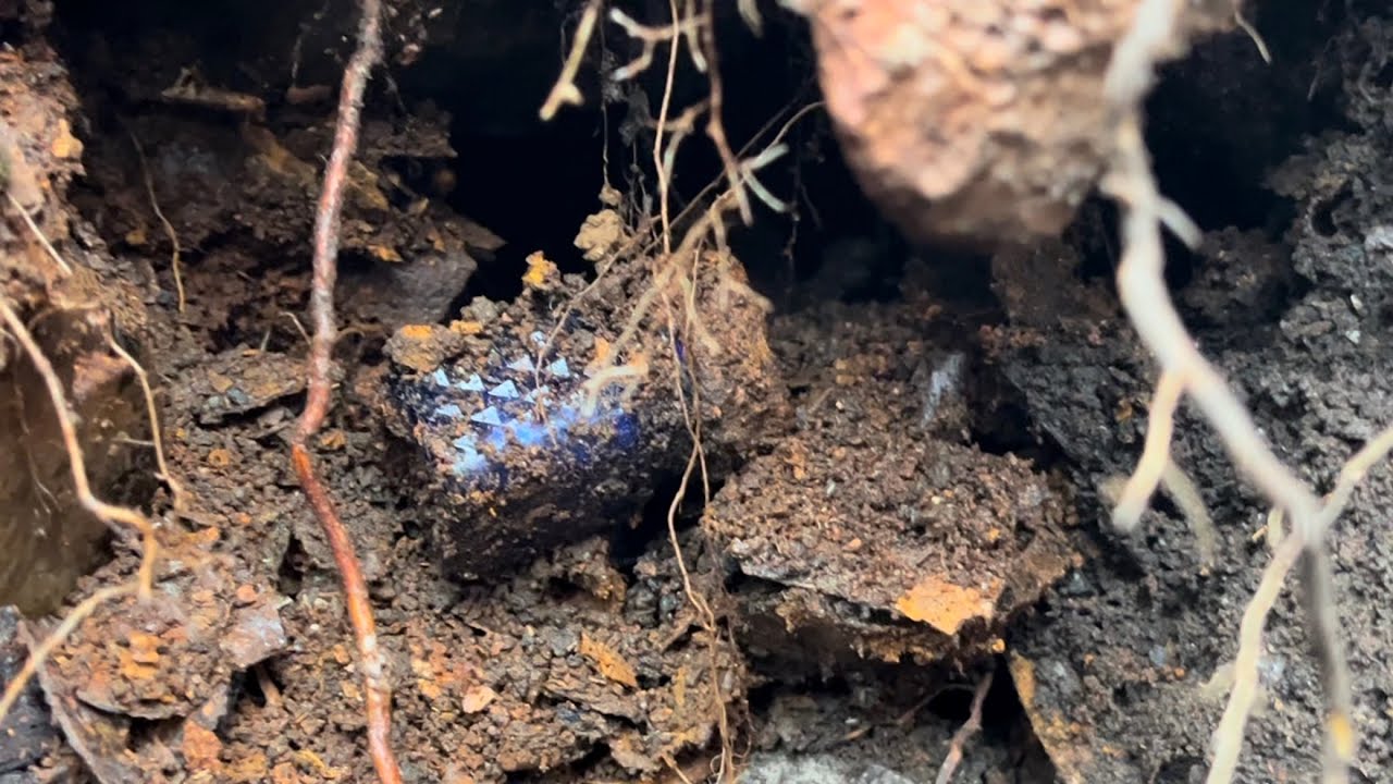 LUCKY CHARM: Rare Cobalt Poison found with my son! #history #treasure # ...
