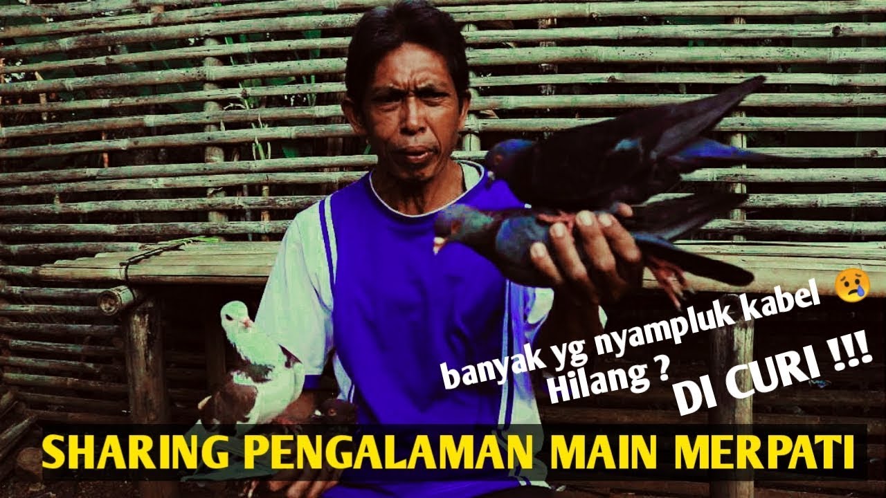 SHERING PENGALAMAN BERMAIN MERPATI | #HOBBY#MERPATI - YouTube