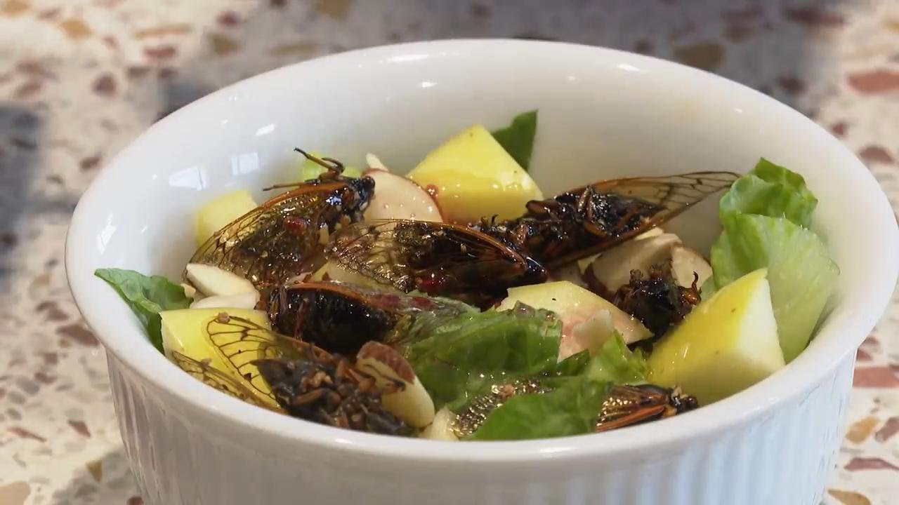 Cicadas are planned for the menu at New Orleans' Insectarium - YouTube