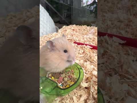 Cute Long Hair Syrian Hamster - YouTube