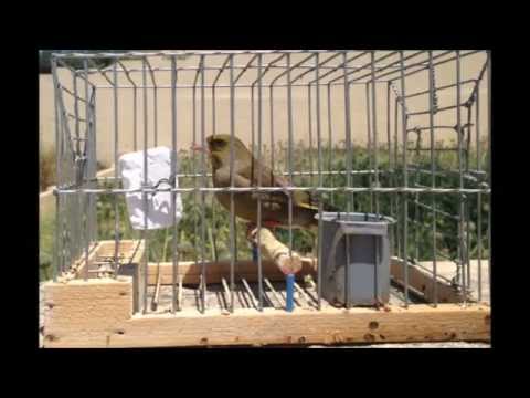 Frans the Greenfinch