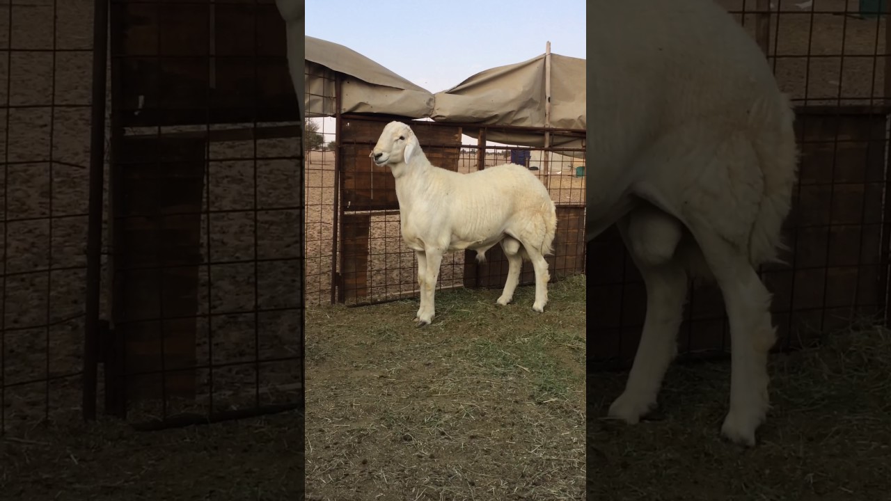 ‫٢٢ ديسمبر، ٢٠١٦‬‎ - YouTube