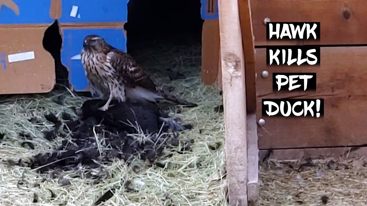 Hawk Kills Pet Duck! - YouTube