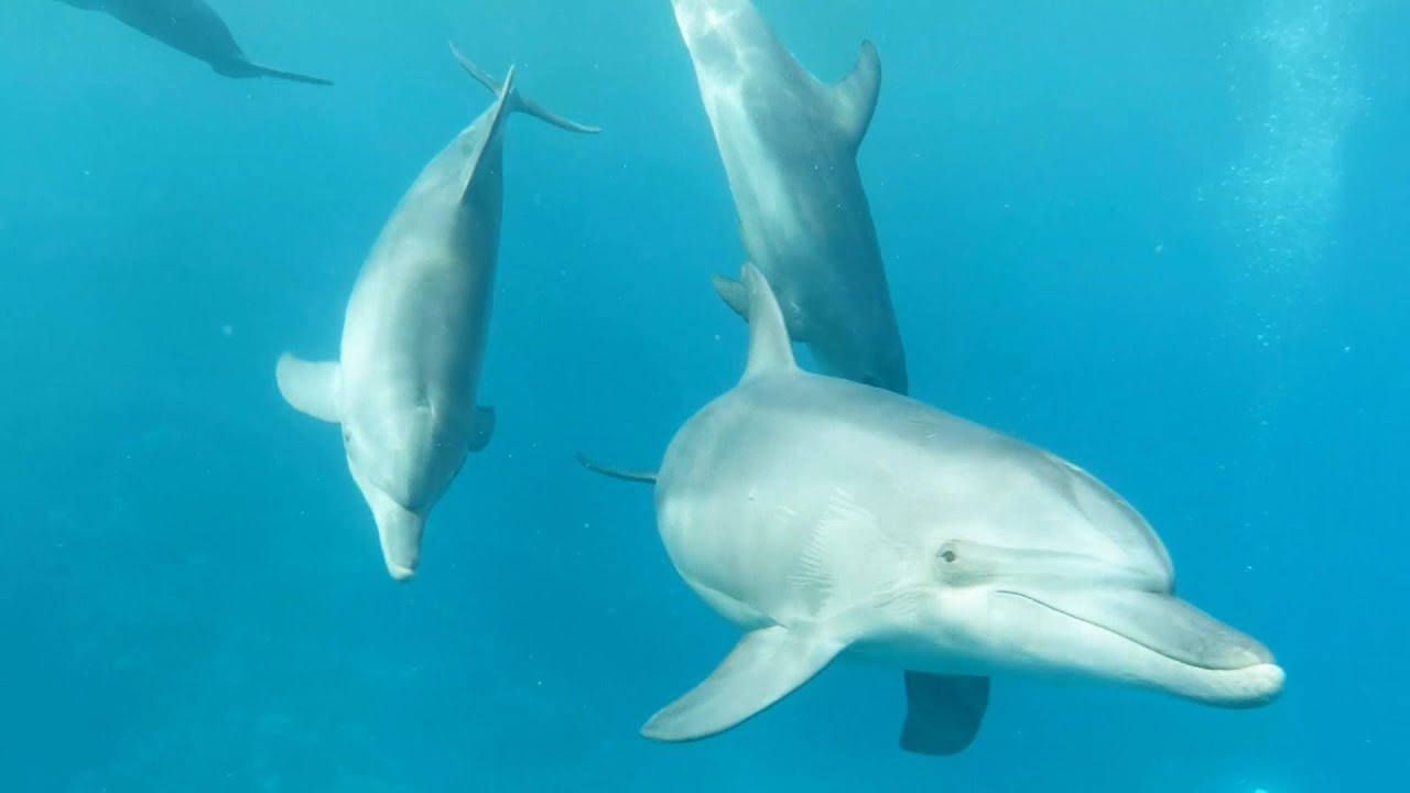 Marsa Shagra Dive video - YouTube