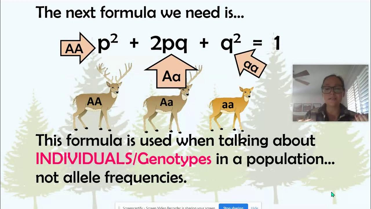Introduction to Hardy-Weinberg Equilibrium (AP Biology Topic 7.5) - YouTube