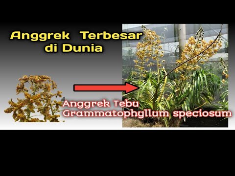 Pesona Raja bunga Anggrek Terbesar di dunia Anggrek Grammatophyllum ...