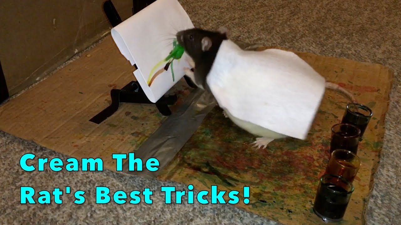 Cream's Best Rat Tricks - Trick Compilation - YouTube