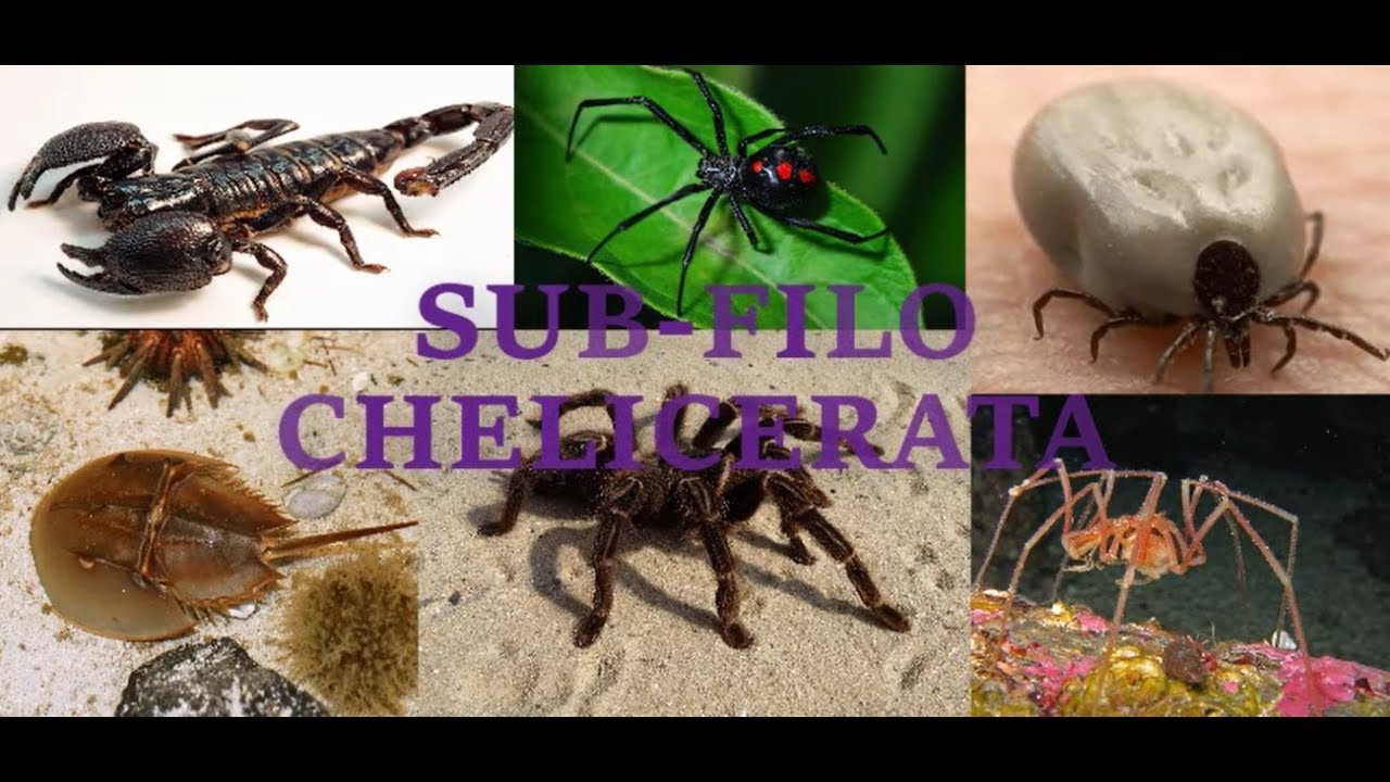 FILO ARTHROPODA: SUBFILO CHELICERATA - Características generales - YouTube