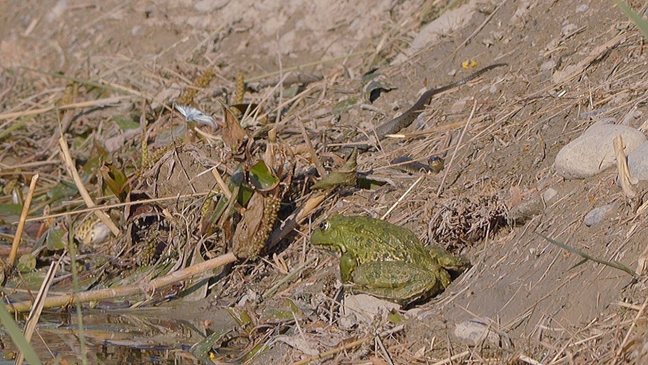 Frog Eating Butterfly