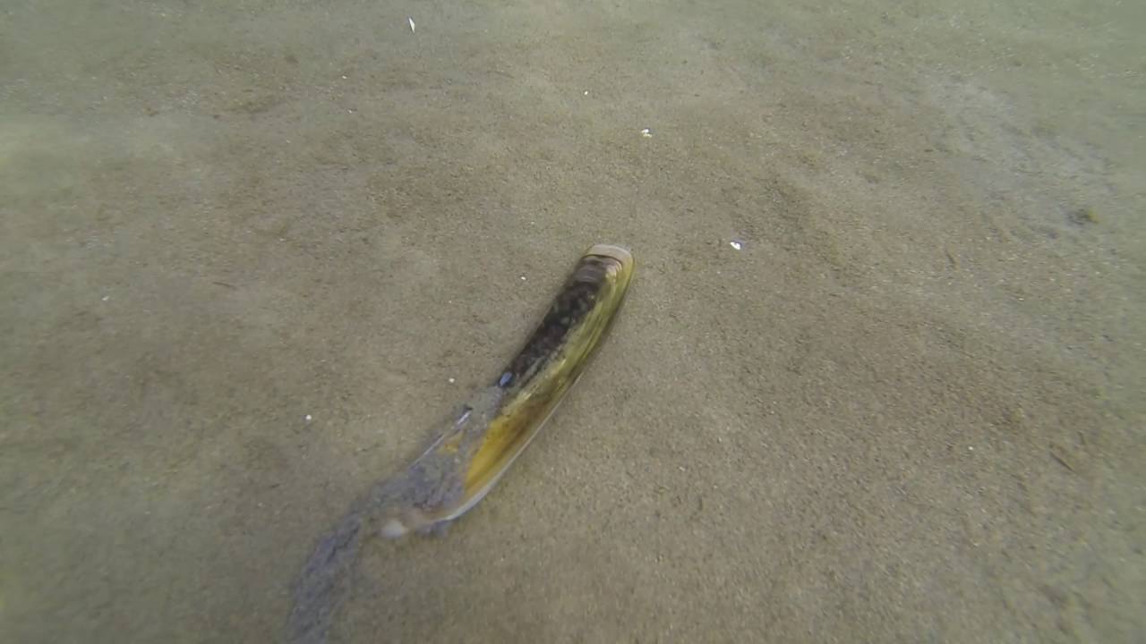 Razor Fish Clam Release - YouTube