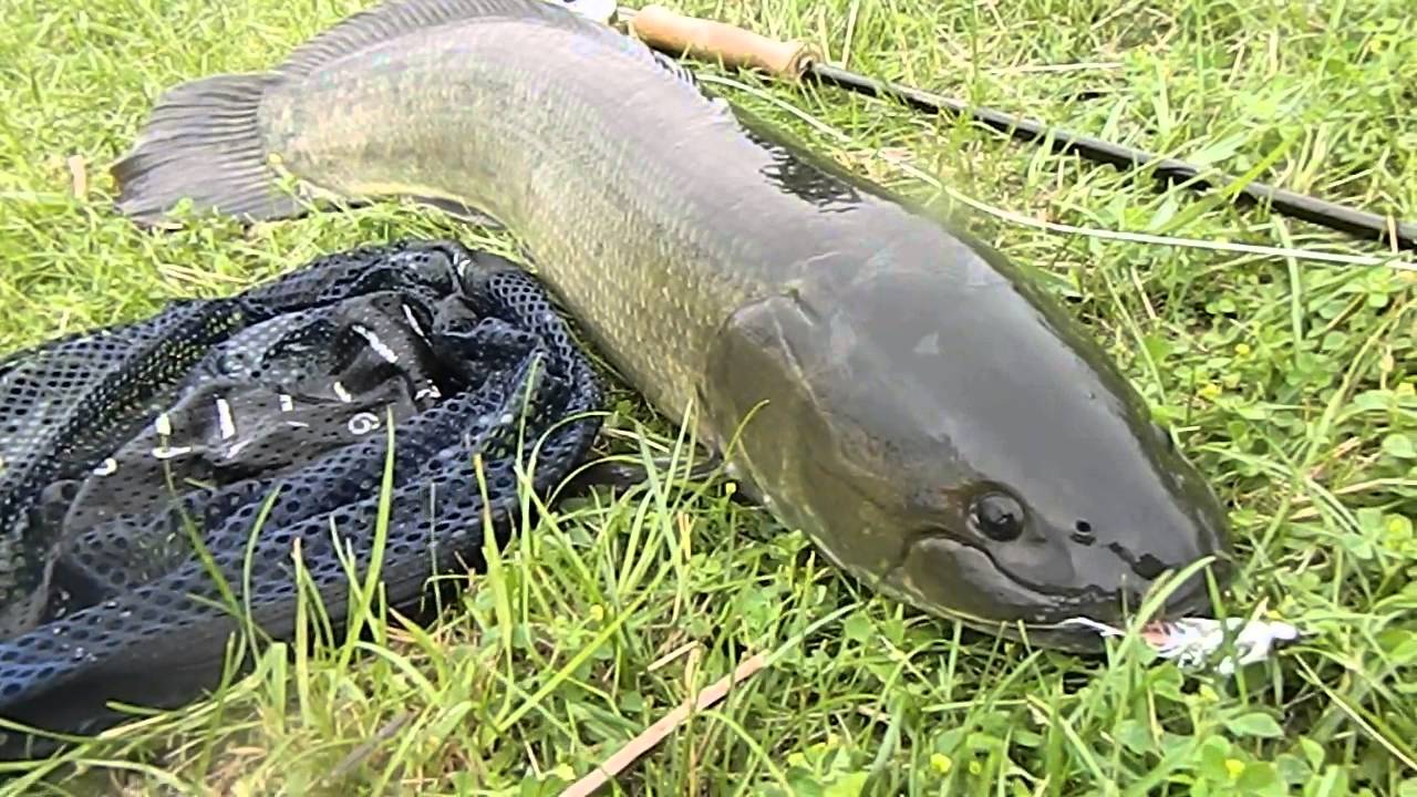 Female bowfin caught while fly fishing. - YouTube