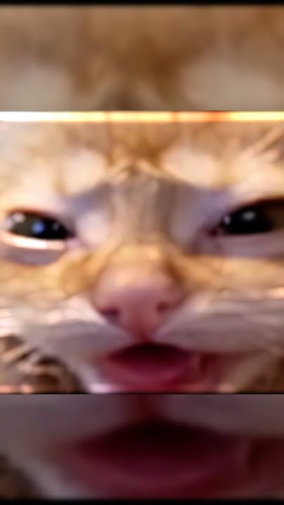 meow meow meowww 🔥😭 #cat #memes - YouTube