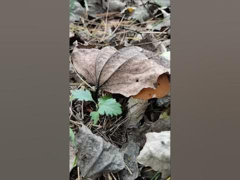 Знайшов Підосичник - YouTube