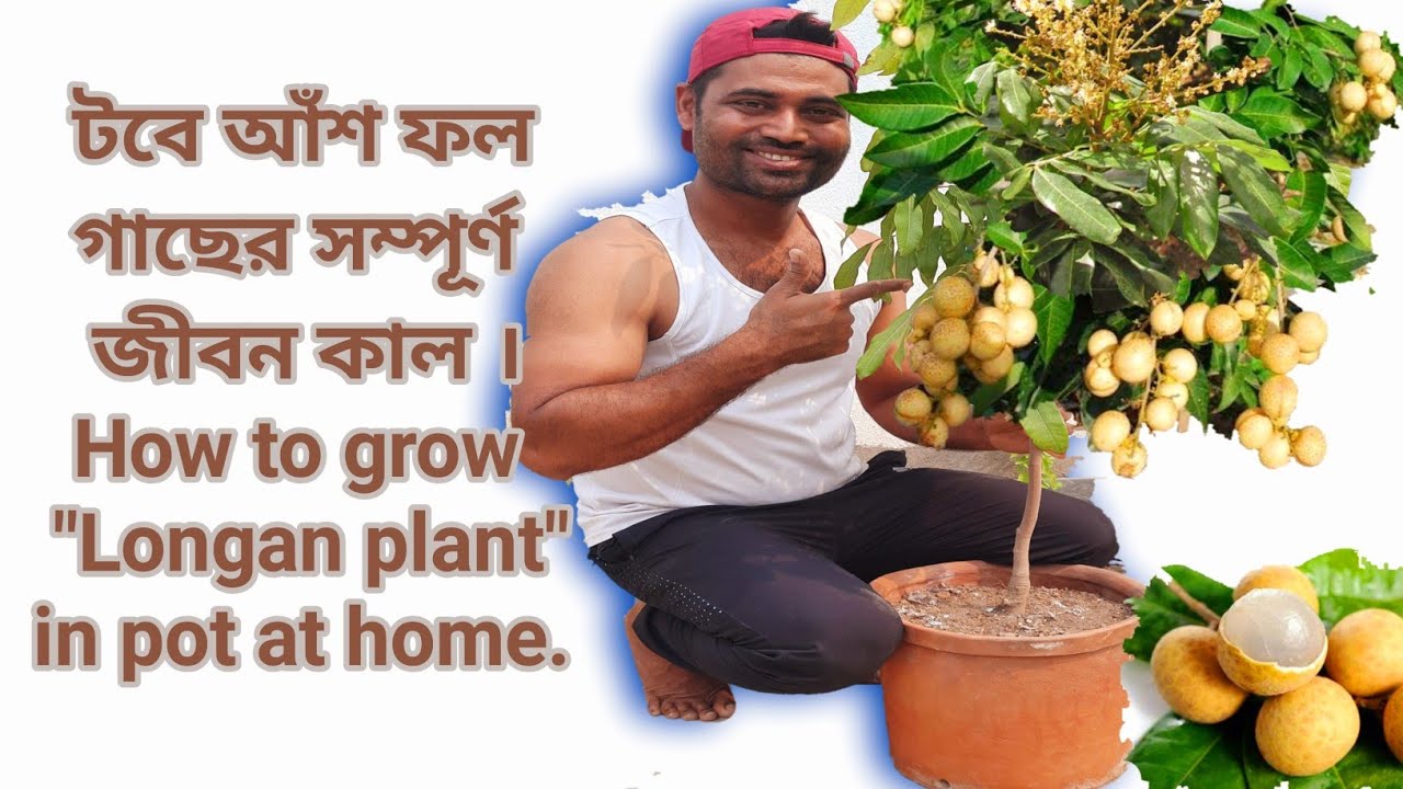 লংগন বা আঁশ ফলের পরিচর্যা // How to grow Longan plant in pot at home ...