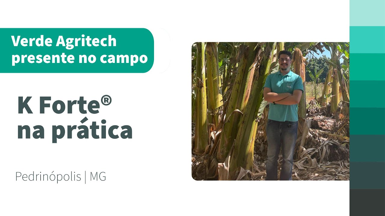 K Forte® na prática: como alcançar plantas saudáveis na cultura da ...