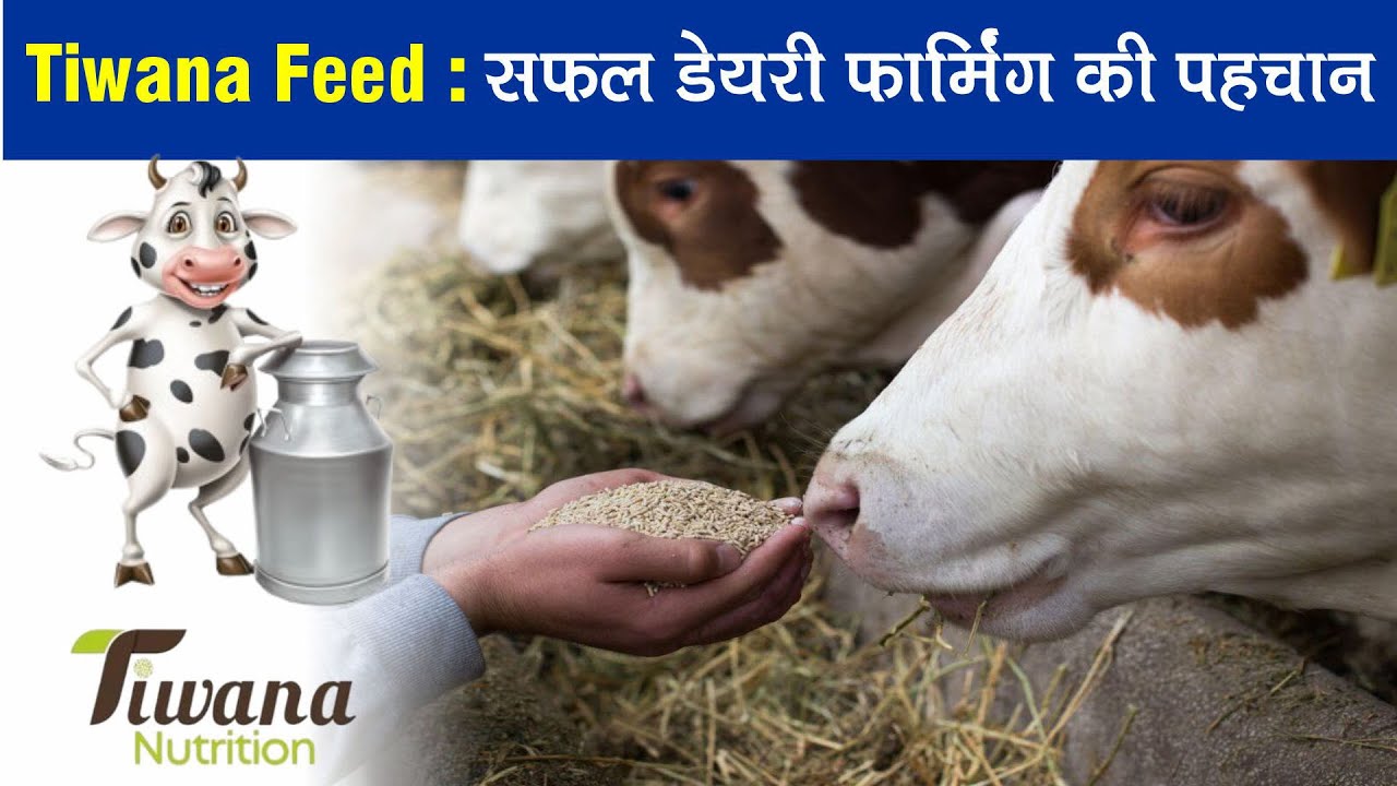 Tiwana Feed ! सफल डेयरी फार्मिंग की पहचान ! - YouTube