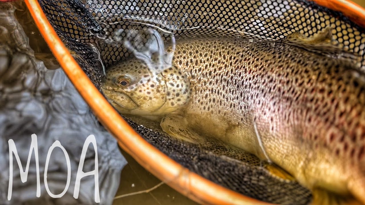 MOA Trophy Trout Fishing - TMVF Version - YouTube