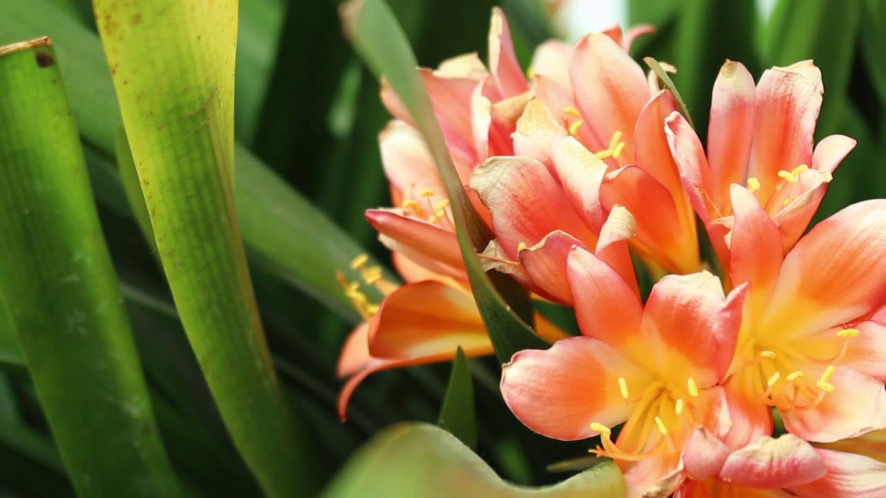 [PPP] Flor / Flower (Free Stock Footage HD) - YouTube