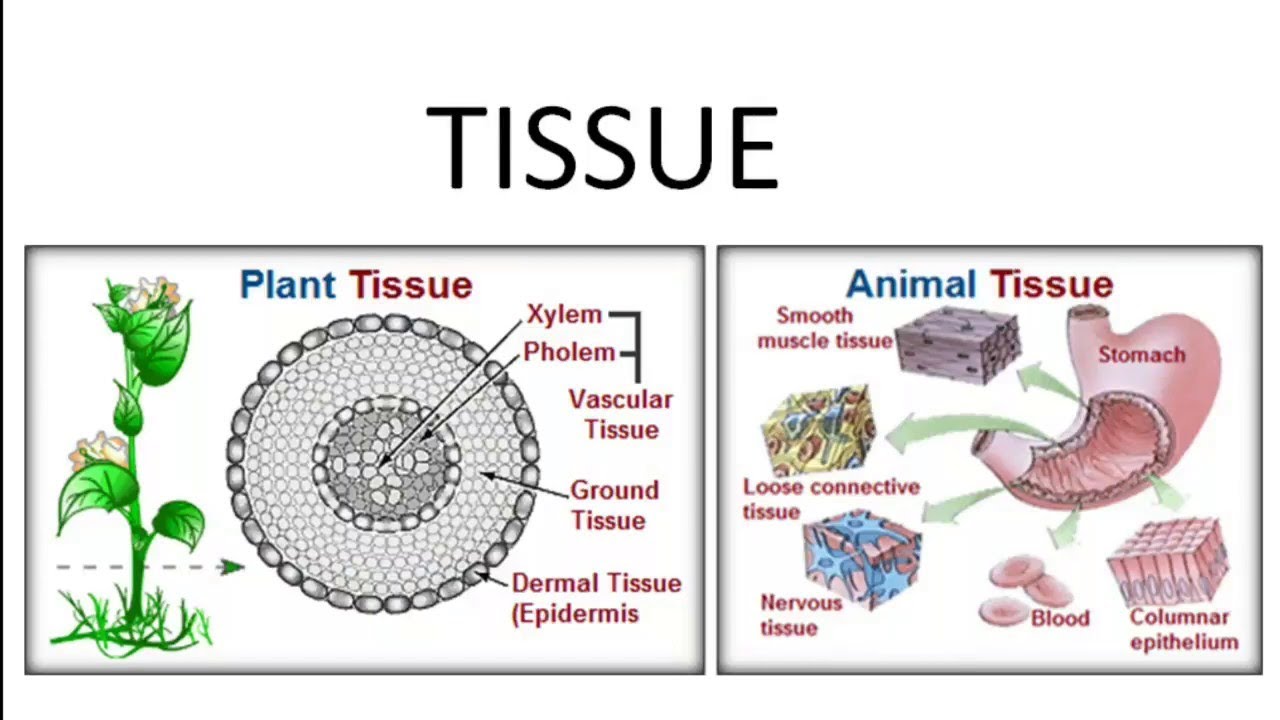 Class - 9th Biology Ch - 2 Tissue Topic : Definition to tissue and flow ...