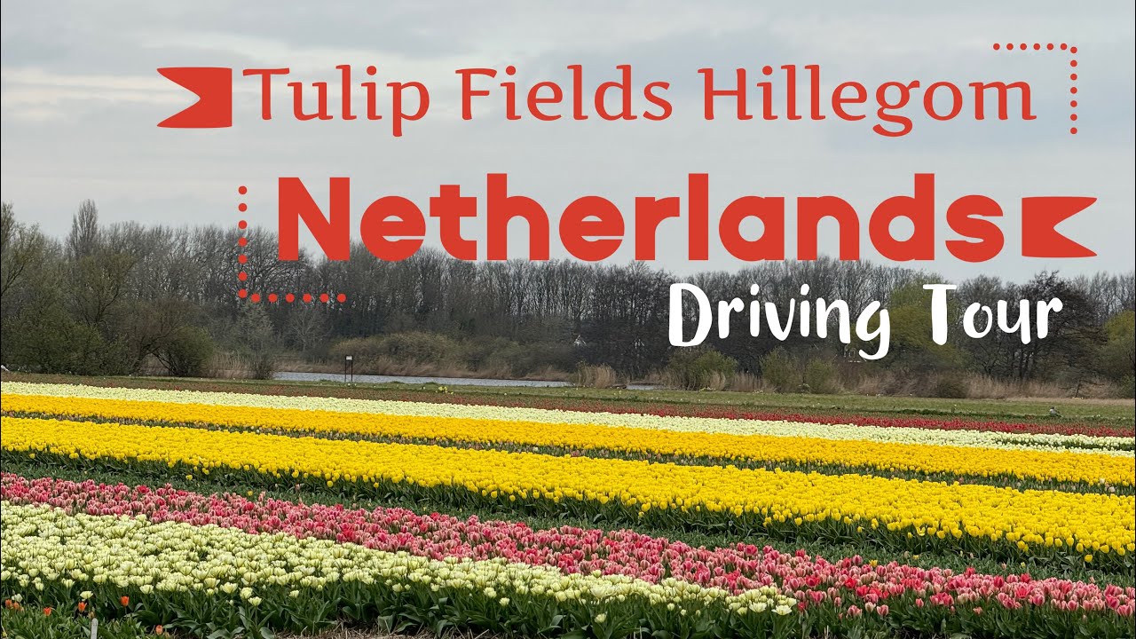 Tulip fields Hillegom Netherlands | Driving Tour Part-2 | 4K - YouTube
