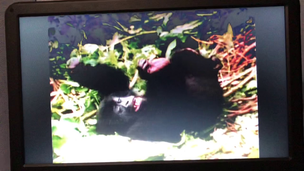National Geographic Really Wild Animals DVDs Promo - YouTube