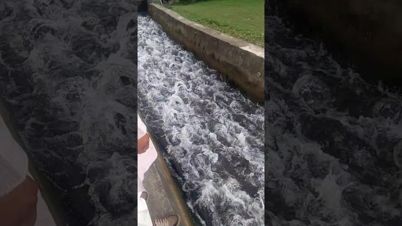 Placating video - YouTube