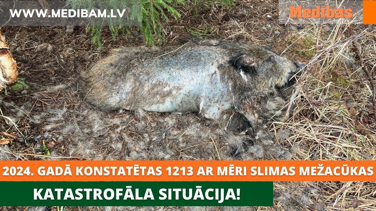 Katastrofāla situācija! Jauns rekords: 2024. gadā konstatētas 1213 ar ...