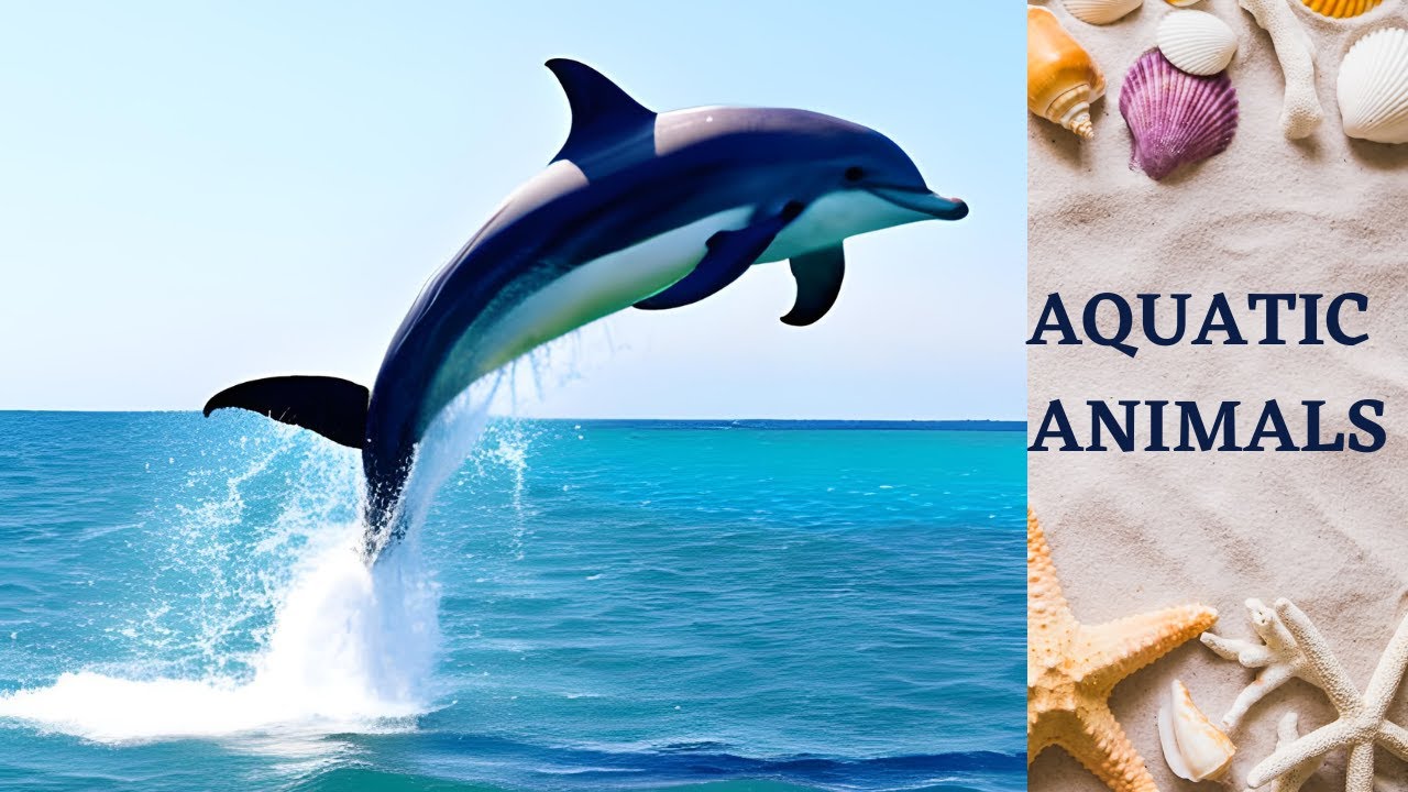 AQUATIC ANIMALS/SEA ANIMALS/LEARN ABOUT MARINE WORLD/TINY TOTS STARS ...