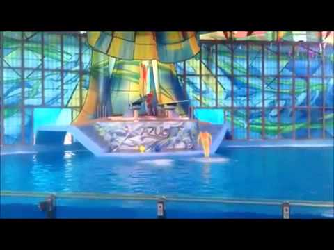 Azul Show Highlights SeaWorld San Antonio - YouTube