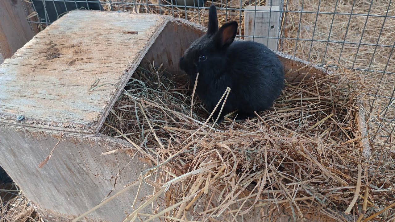 Baby Rabbits Exploring - One Month Old - YouTube