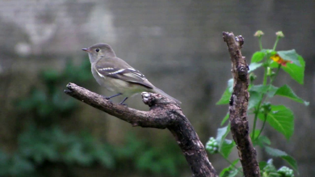 Fiofío Silbón (Elaenia albiceps) - YouTube