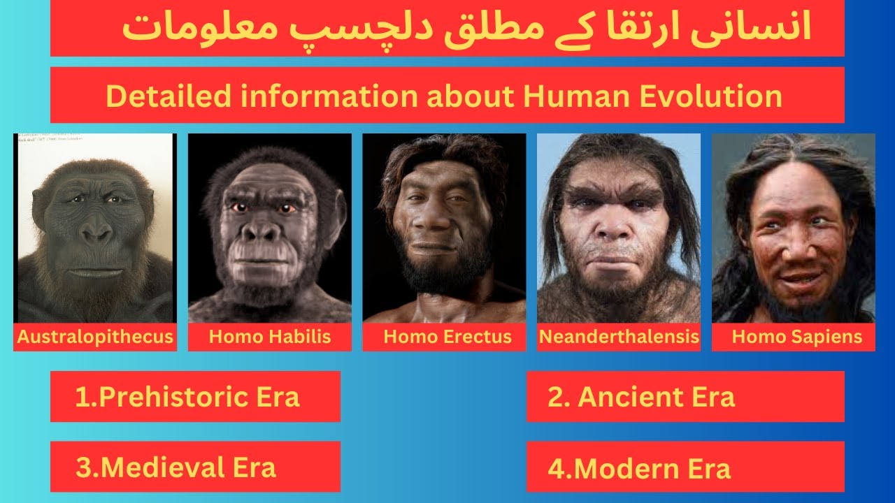 "The Incredible Story of Human Evolution: From Primates to Modern ...