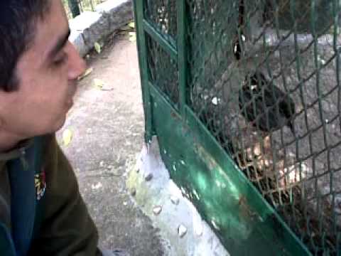 Es-tornino crestado! Estornino imitando voz