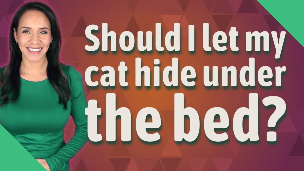 Should I Let My Cat Hide Under The Bed YouTube should-i-let-my-cat-hide-under-the-bed-youtube