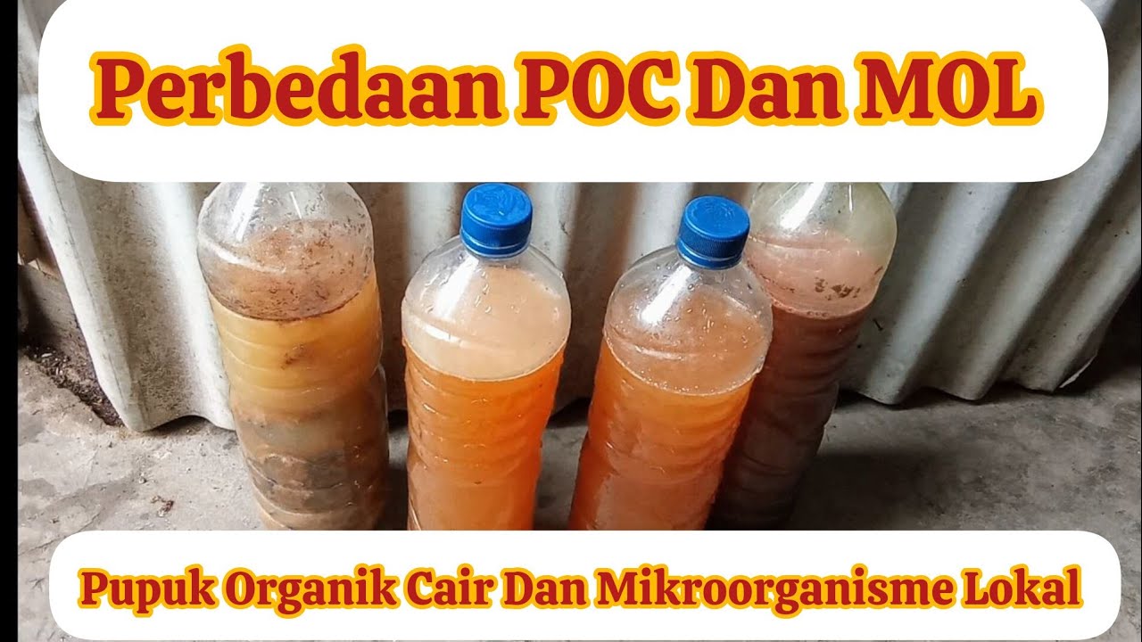 Ini Perbedaan POC Dan MOL - YouTube