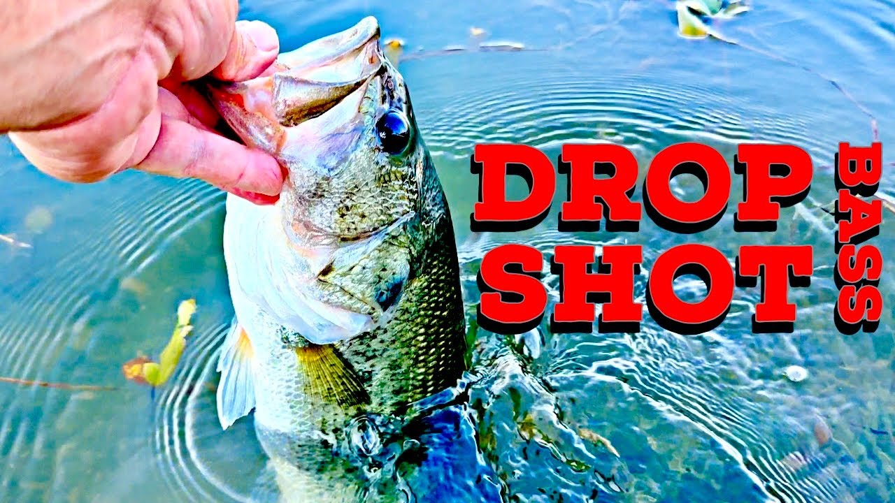 Drop Shot Fishing Tips | BEST Presentation for Suspended Bass? 🤔 - YouTube