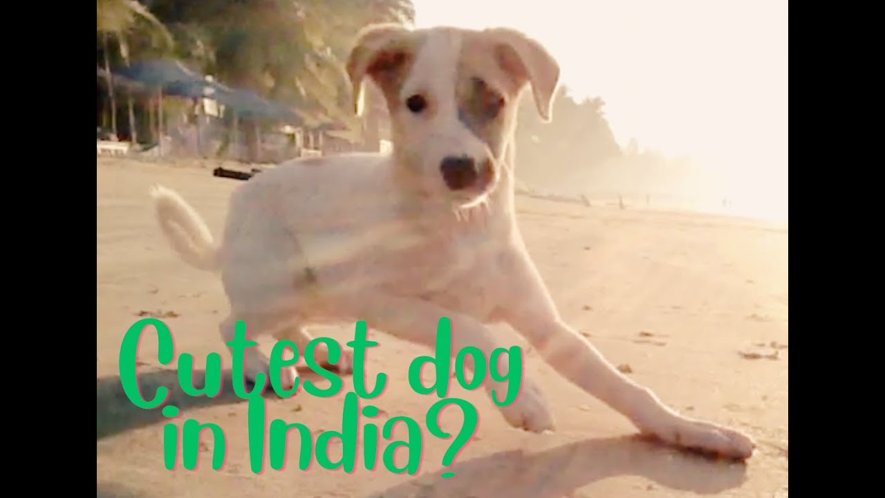Cutest dog on Goan beach - YouTube