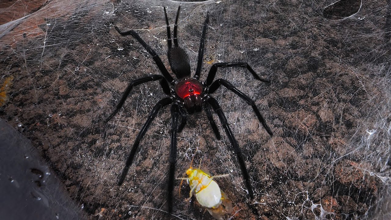 Feeding some Funnel & Curtain Web Spiders 9 | Linothele sp. Gold Stripe ...