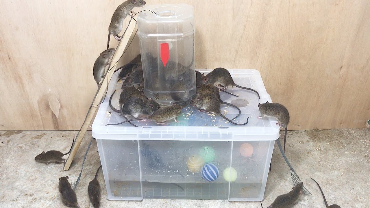 How to make mouse traps from plastic boxes and balls | The idea of an ...