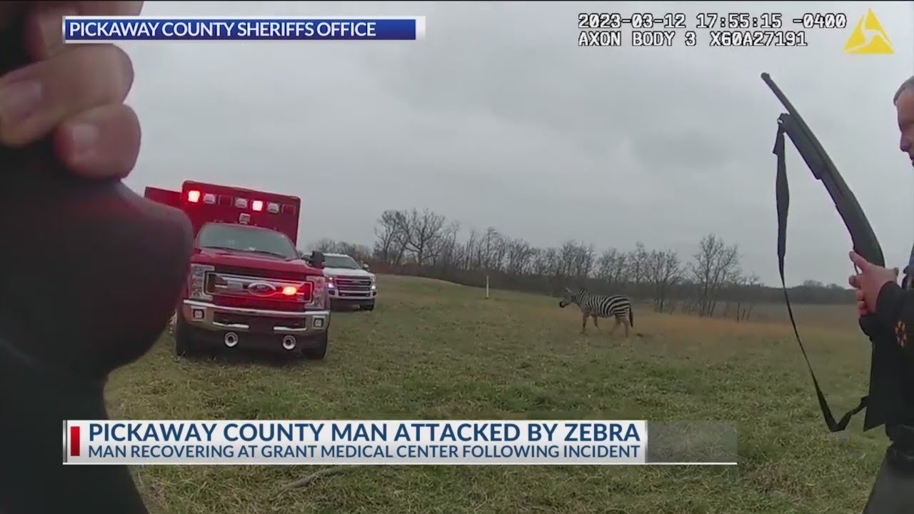 Zebra bites man’s arm in Pickaway County before being put down - YouTube