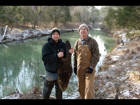 Beaver Trapping using Lure - YouTube